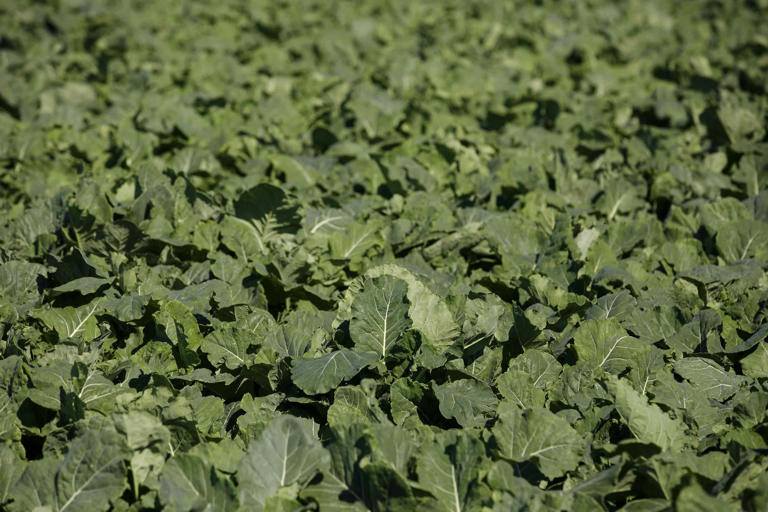 Brassica crops are an important winter forage option - but decision ...