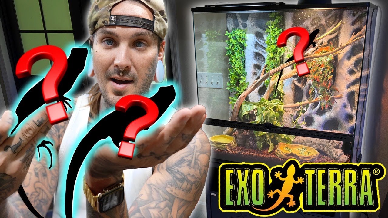 Setting Up an Exo Terra Enclosure for Baby Lizards