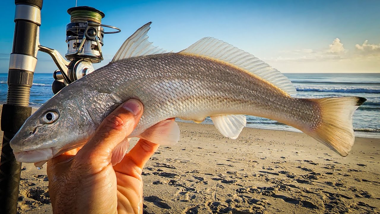 From Surf to Table: Whiting and Pompano Fishing Experience