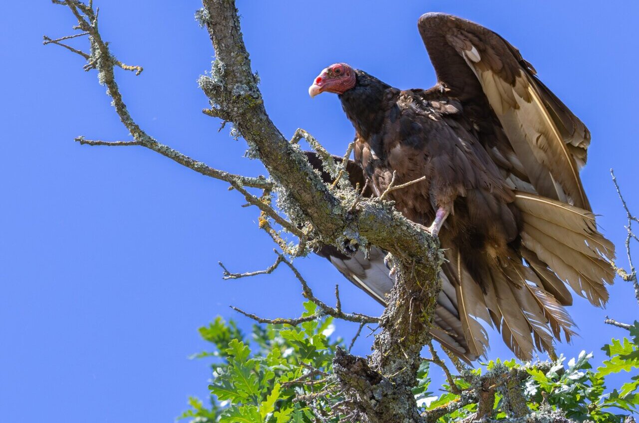 Approximately one-third of vertebrate scavenger species may be facing ...