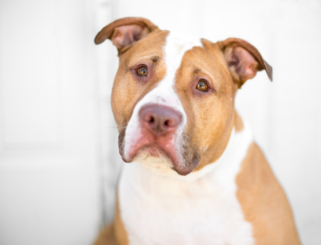 Rescue Pit Bull's Pitiful Face As Mom Leaves for a Trip Is Impossible ...