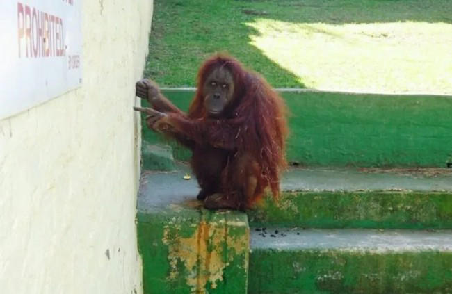 A life behind bars: The silent suffering of South Africa’s zoo animals