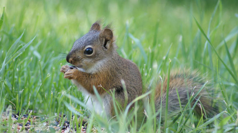We Discovered the BEST Way To Keep Pesky Squirrels Out Of Your Garden