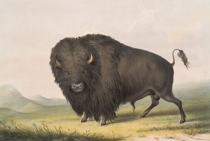 What Did It Mean To Be Comanche? 10 Rules They Lived By