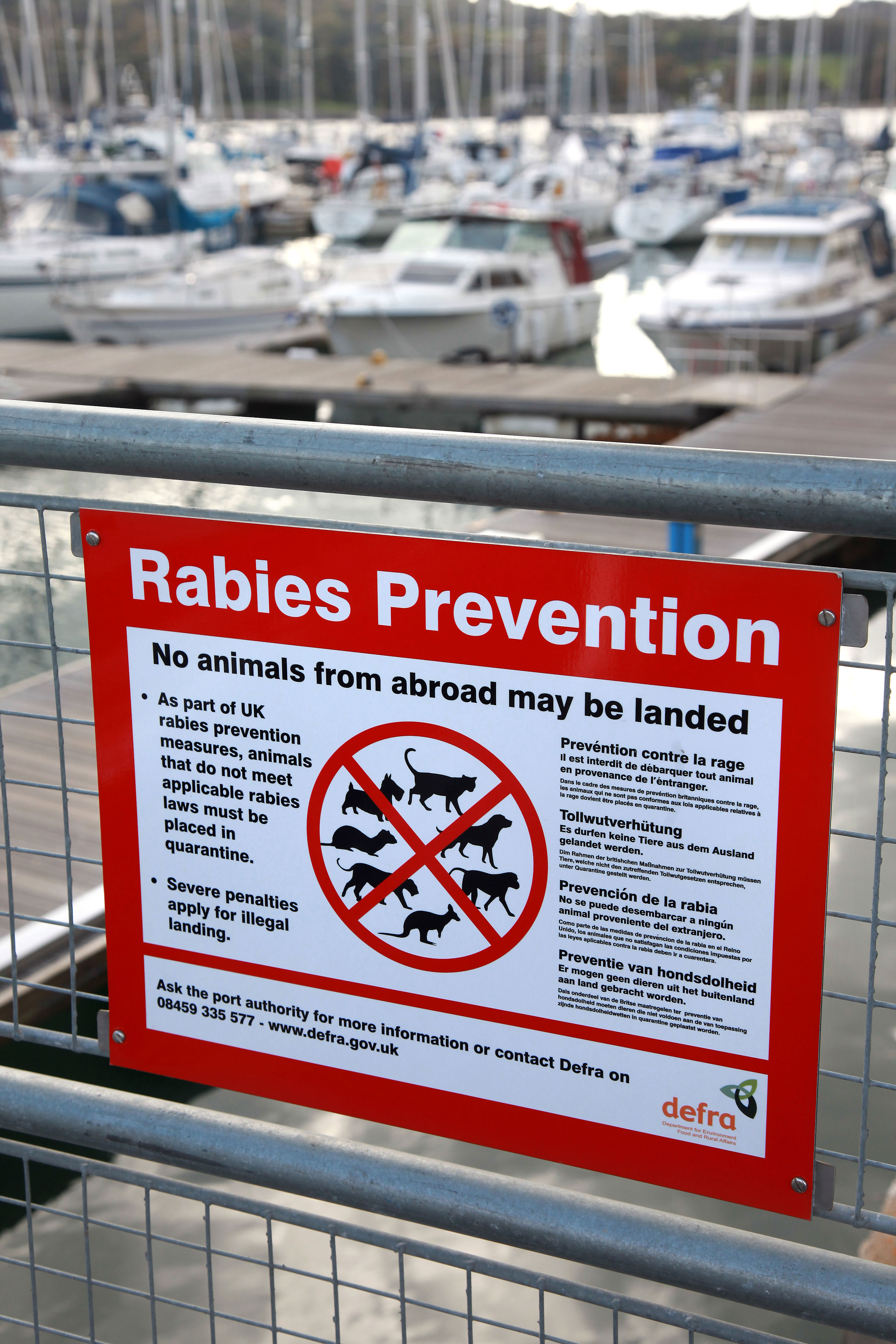 What is rabies and how is it spread?