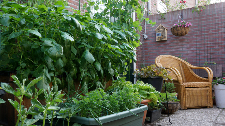 26 Fruits And Veggies You Can Grow With Limited Space On A Patio