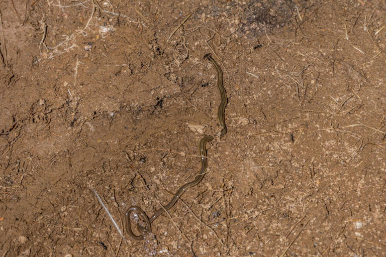 Beware toxic, foot-long worms invading US — here’s what to do if you ...