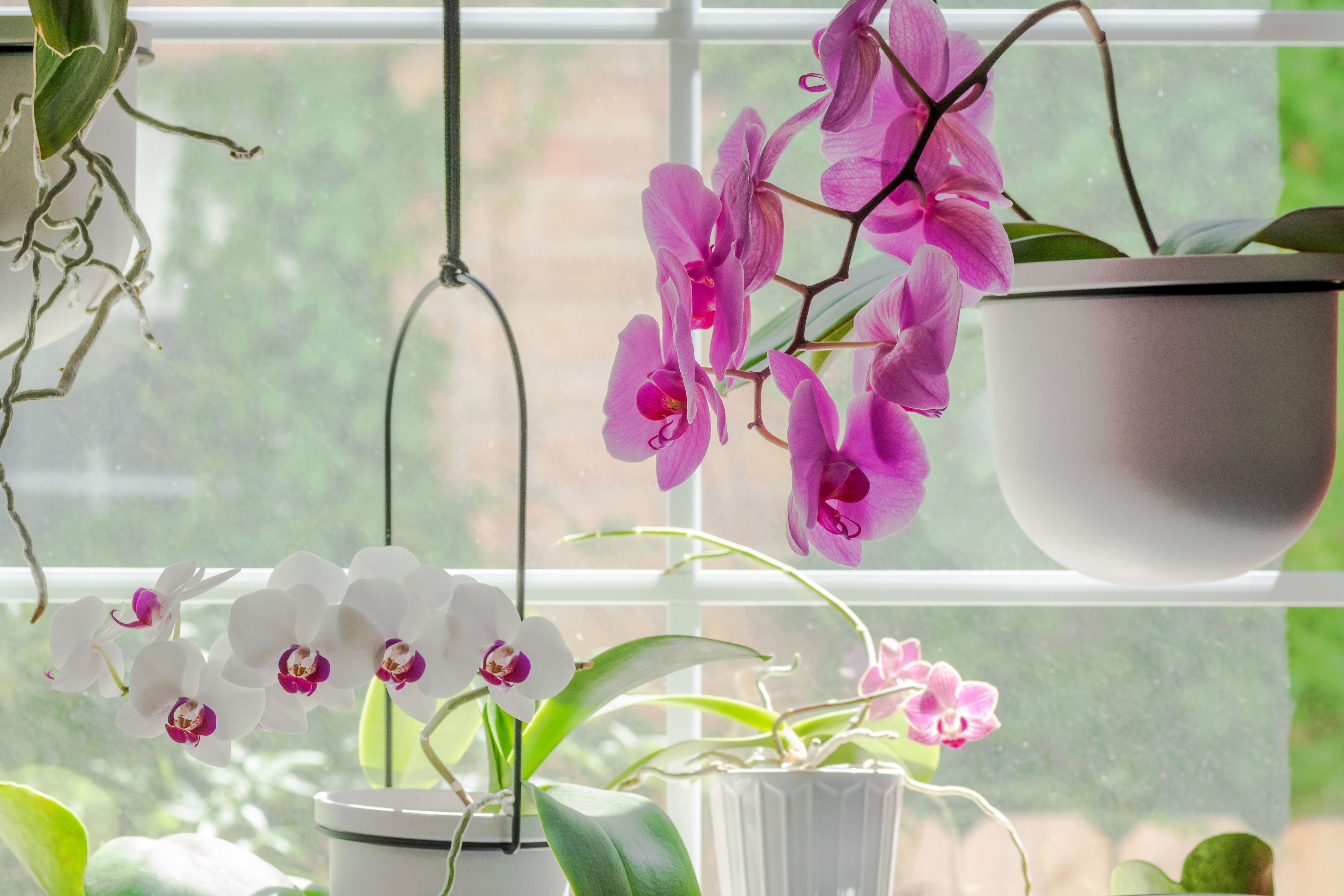 Want to Try Growing an Orchid? These Are the Best Types