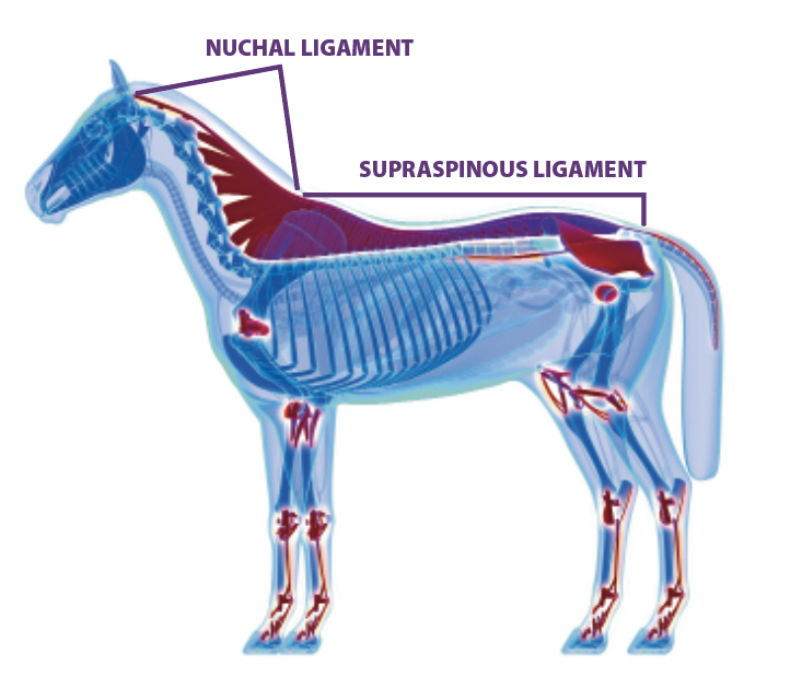 This is why feeding a horse from the floor is best practice