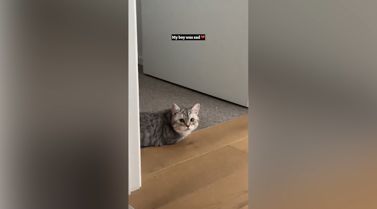 Owners Thought Cat Was 'Bored' But They Were Wrong