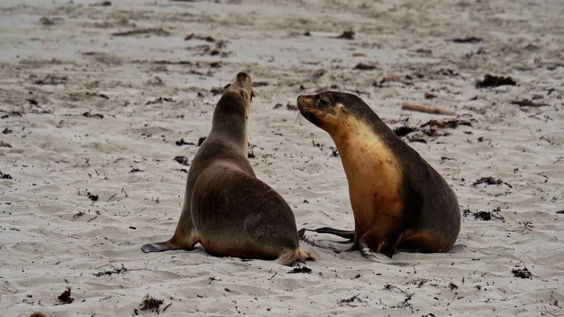 Riprese mozzafiato di cuccioli di foca che giocano nell'oceano australiano
