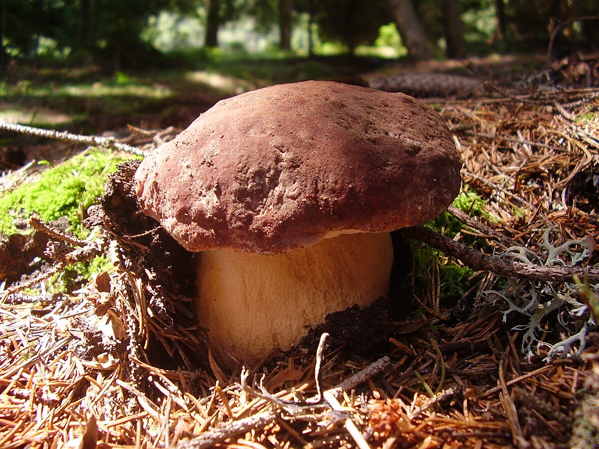 Guía exhaustiva sobre las características, hábitat y usos del Boletus ...