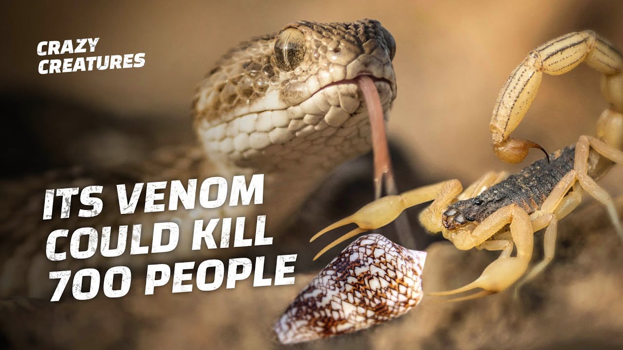 Poisonous Creatures You Don’t Want to Meet
