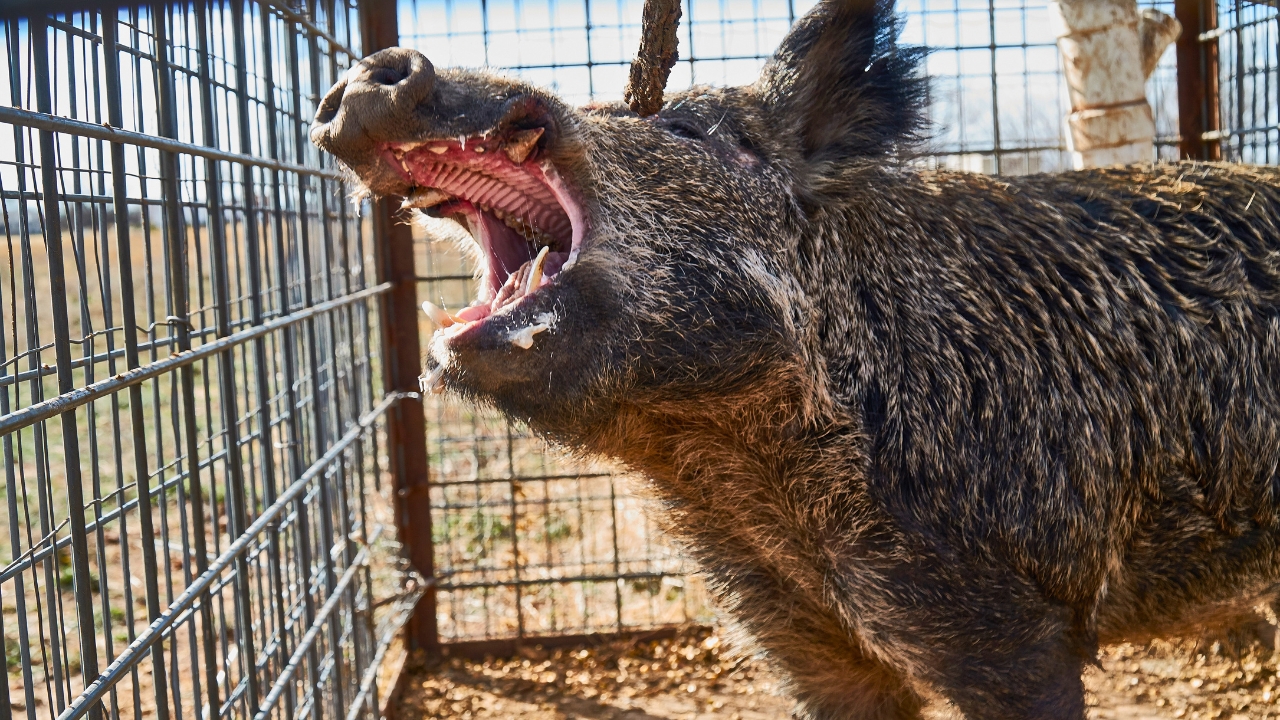The Worst Calibers for Taking Down Feral Hogs or Predators