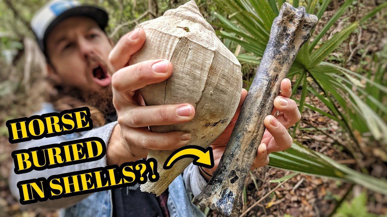 Did We Find More of the Ancient Horse Skeleton?! Florida Fossil ...