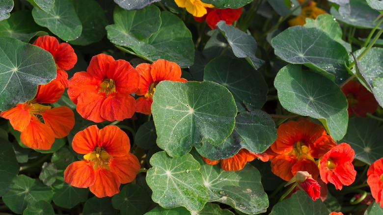 10 Flowers That Beginner Gardeners Can Easily Grow From Seed