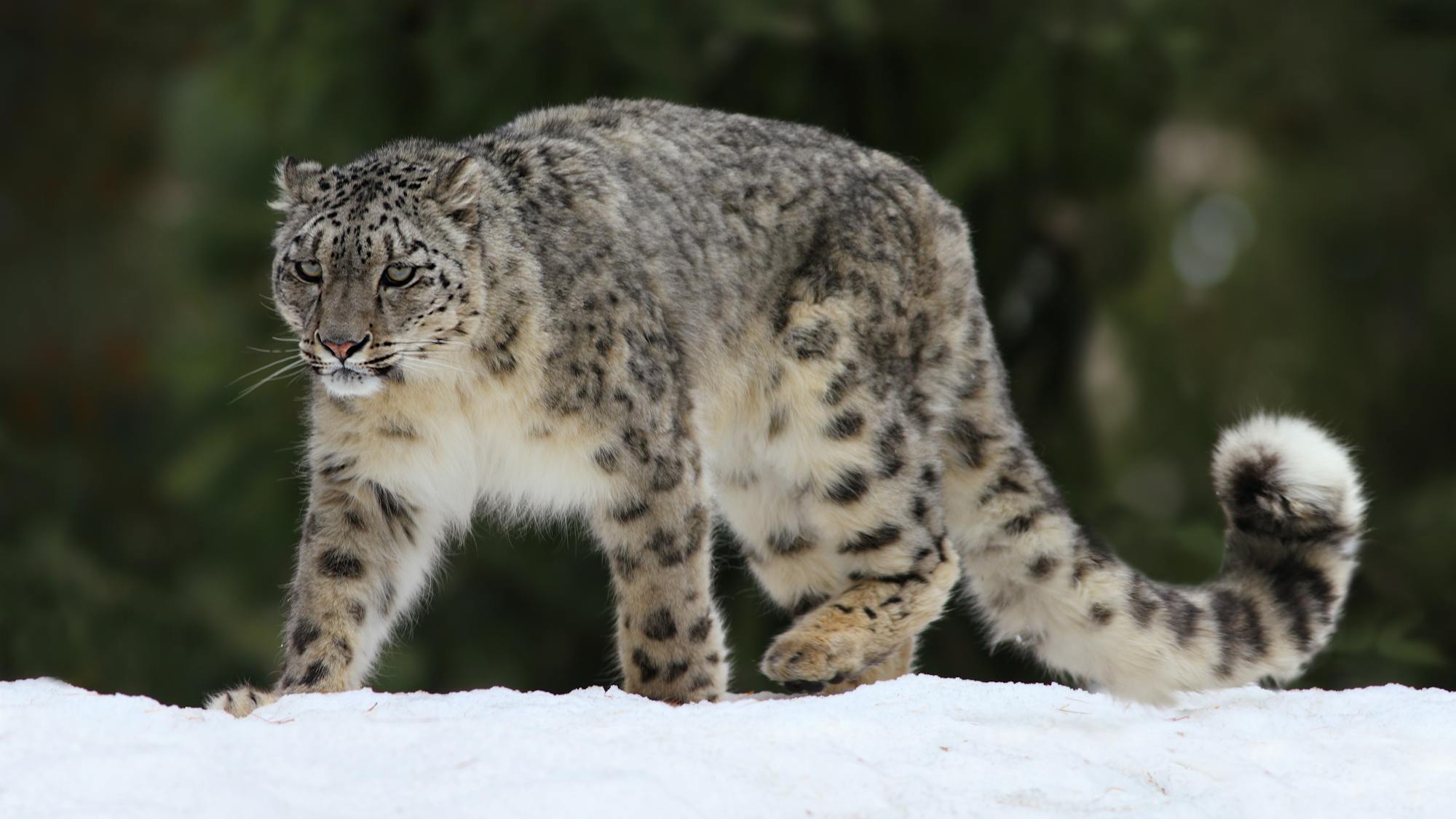 AI helps tell snow leopards apart, improving population counts for ...