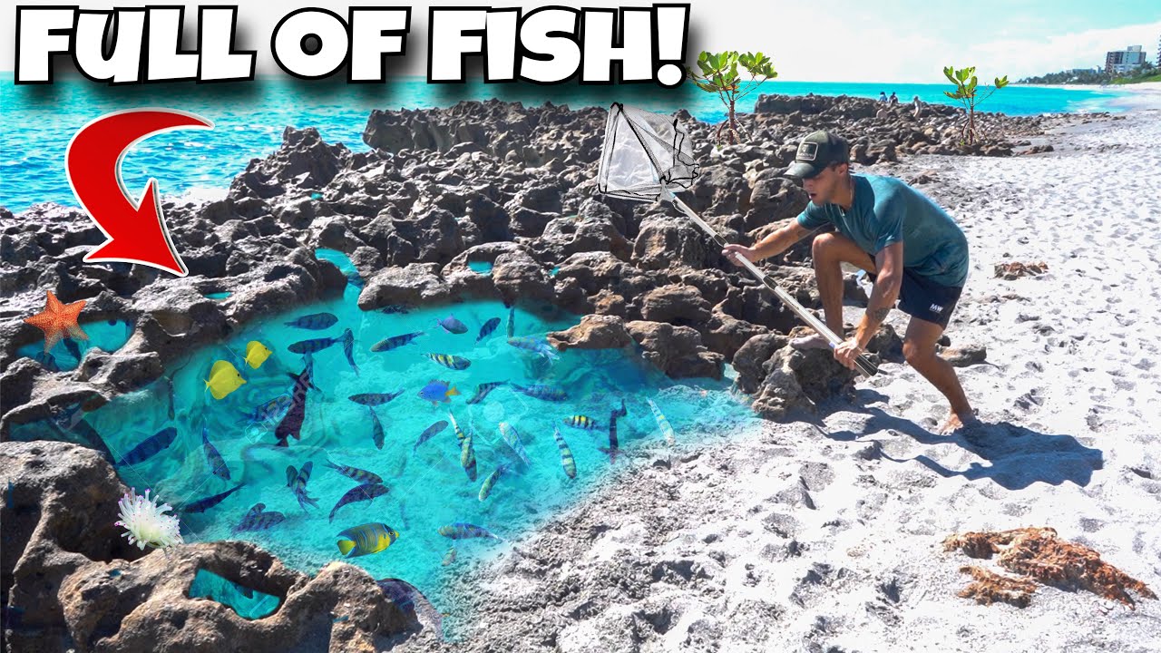 We FOUND A Tide Pool FULL Of EXOTIC FISH!!
