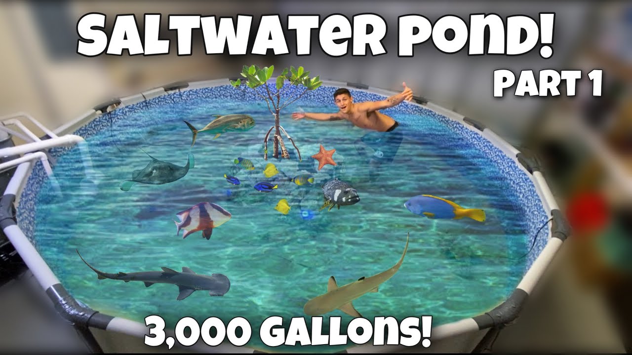 FINALLY BUILDING My DREAM SALTWATER POND + Moving Fish!! (Part 1)