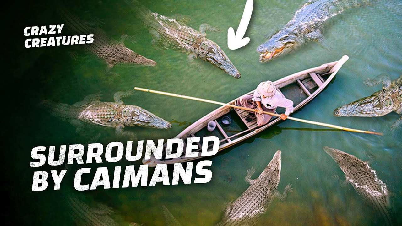 Why Caimans Are Taking Over Urban Brazil