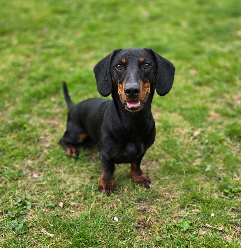 Bucky wins competitive wiener dog derby. His training was playing fetch.