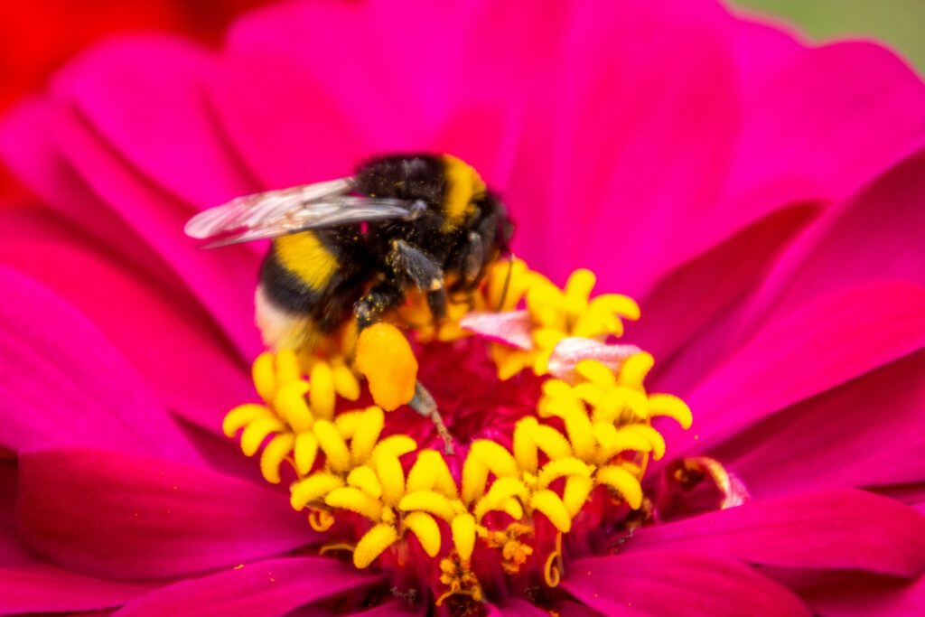 Why Do Bees Die After They Sting You, But Wasps Don’t?