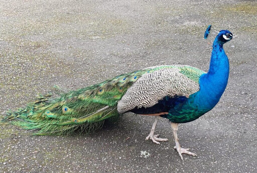 Village overrun by escaped peacocks that attack cars