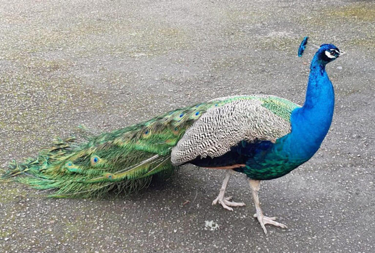 Village overrun by escaped peacocks that attack cars