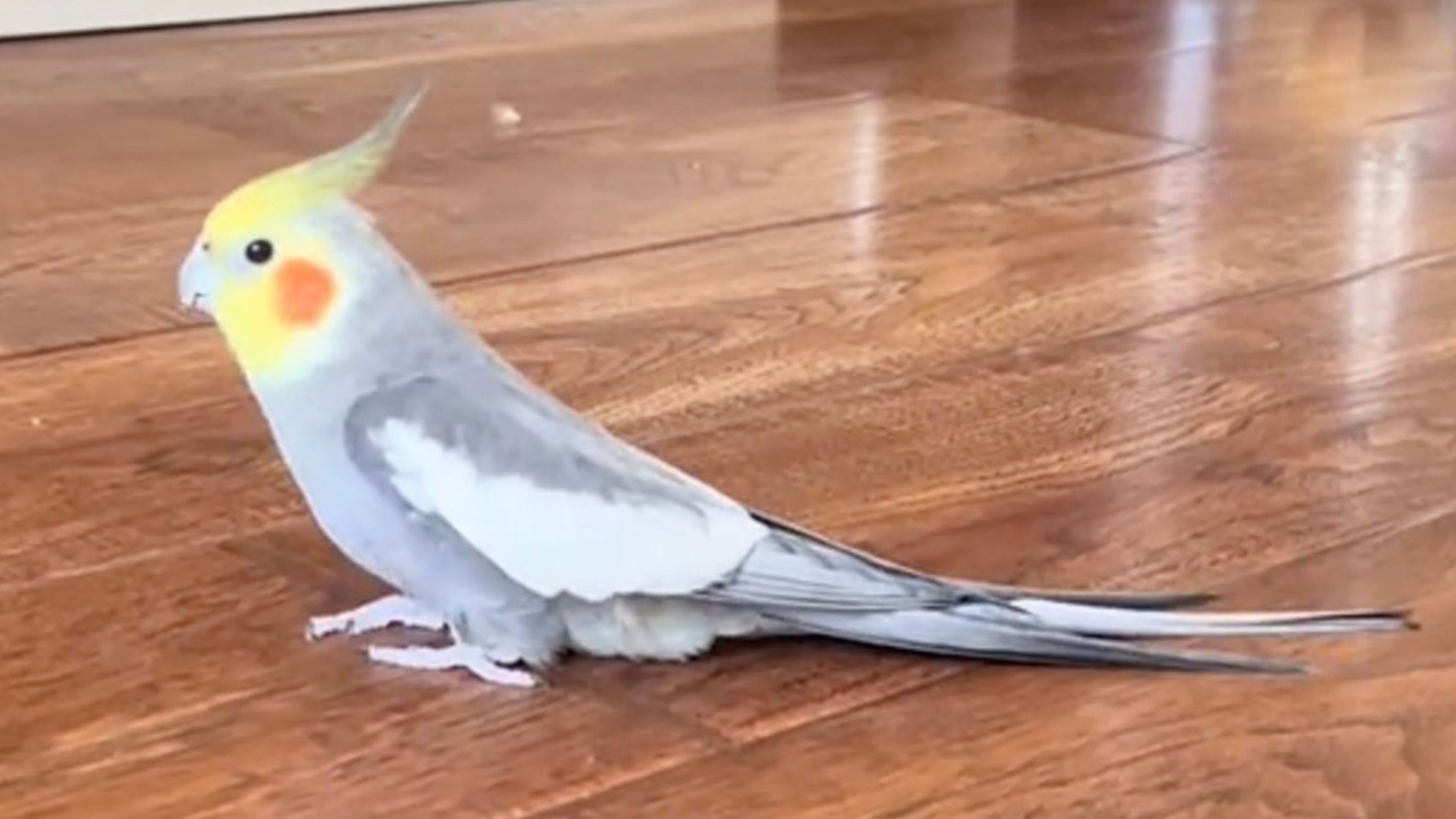 Cockatiel can whistle "If you're happy and you know It" and uses its ...