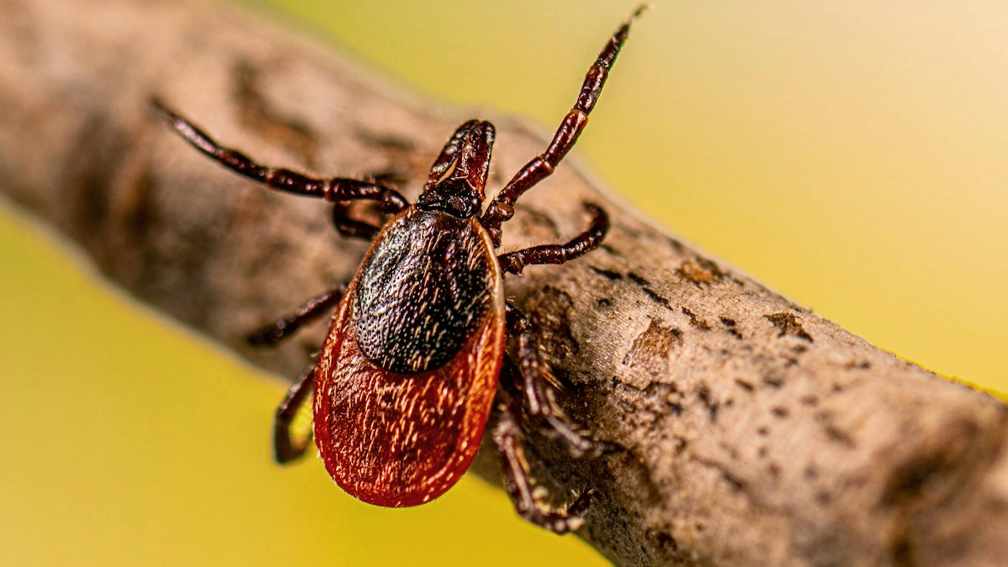 Ticks carry decades of history in each troublesome bite