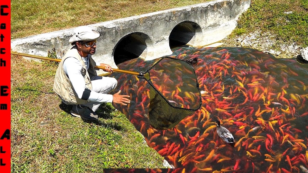 We Rescued Thousands of Fish from a Drying Mud Pond