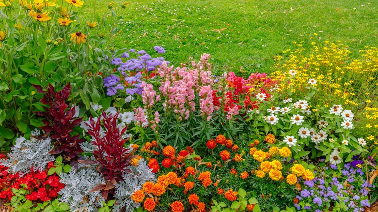 10 Flowers That Beginner Gardeners Can Easily Grow From Seed