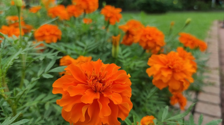 10 Flowers That Beginner Gardeners Can Easily Grow From Seed