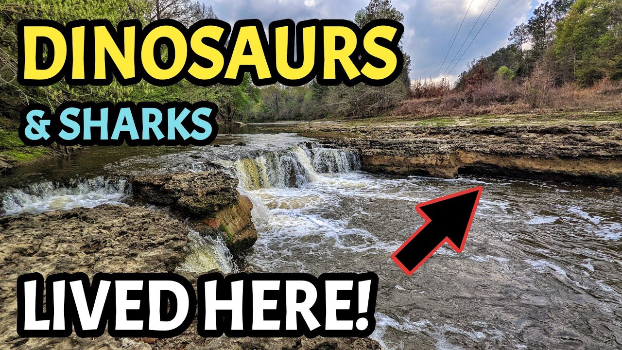 DINOSAUR-AGED Sharks Teeth & Other Fossils Were EVERYWHERE On This ...