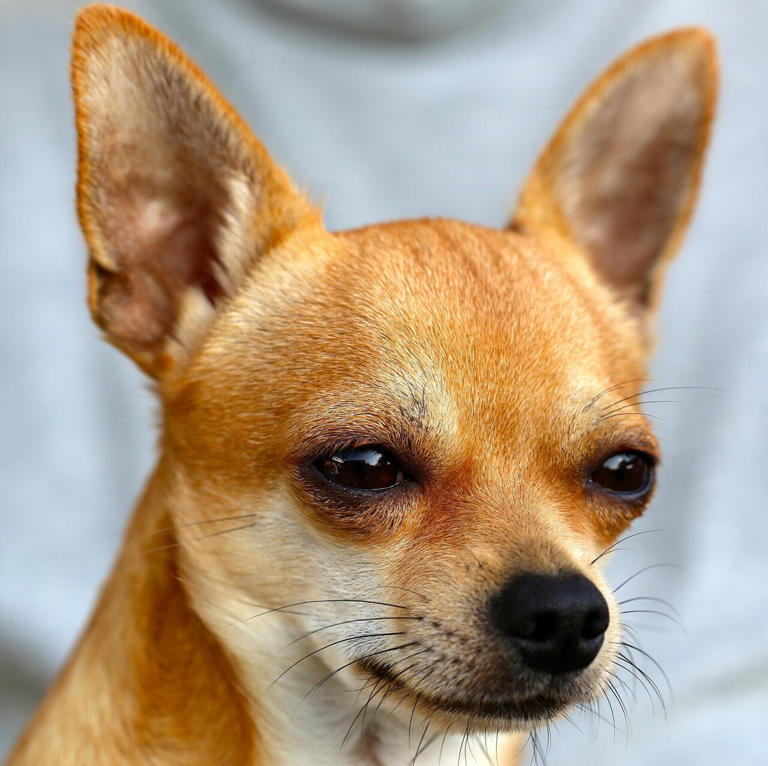 Ancient DNA reveals new clues about the incredible journey of dogs in ...