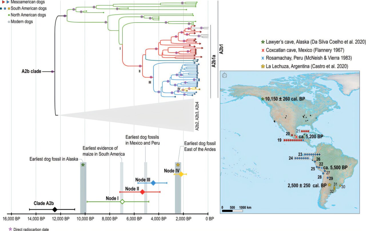 Ancient DNA reveals new clues about the incredible journey of dogs in ...