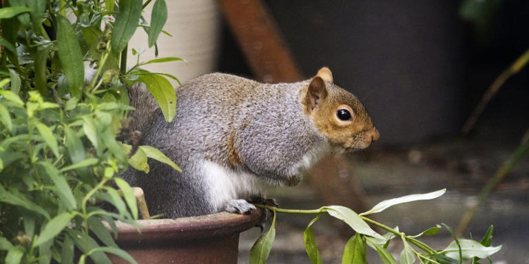 We Discovered the BEST Way To Keep Pesky Squirrels Out Of Your Garden