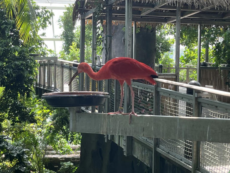Kristen’s Classroom: Field trip to Moody Gardens