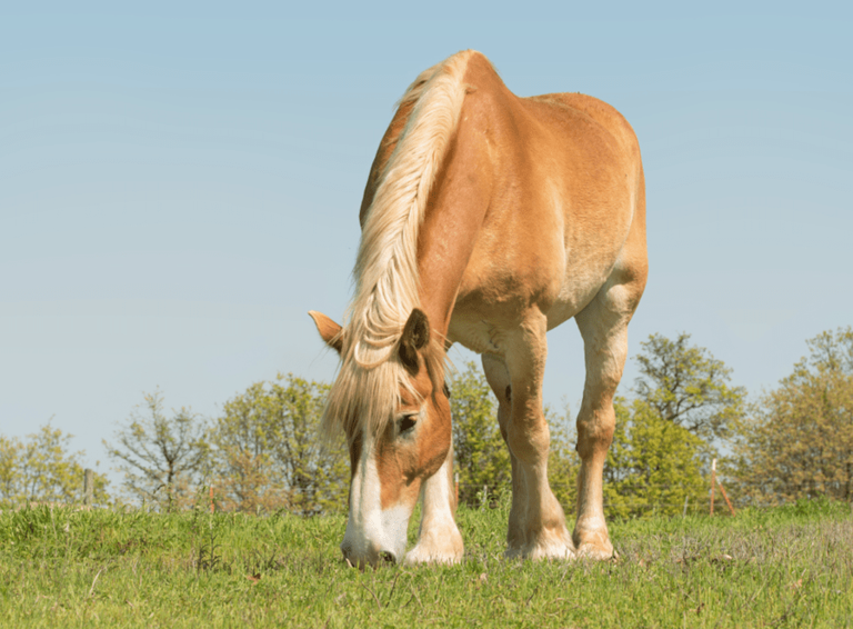 This is why feeding a horse from the floor is best practice