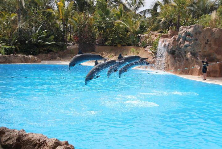 10 Zoos Advancing Wildlife Conservation Efforts