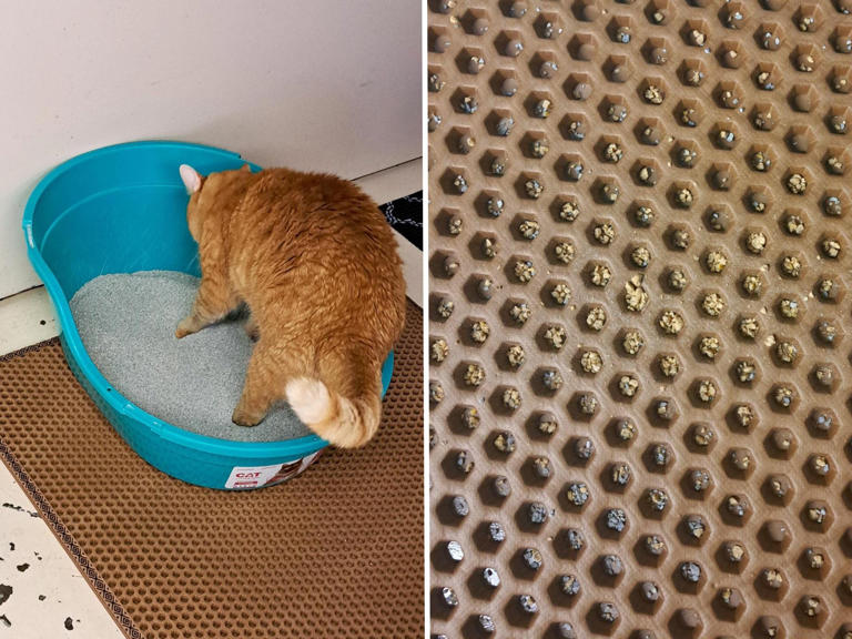 The 5 best cat litter mats that reduce scatter and tracking