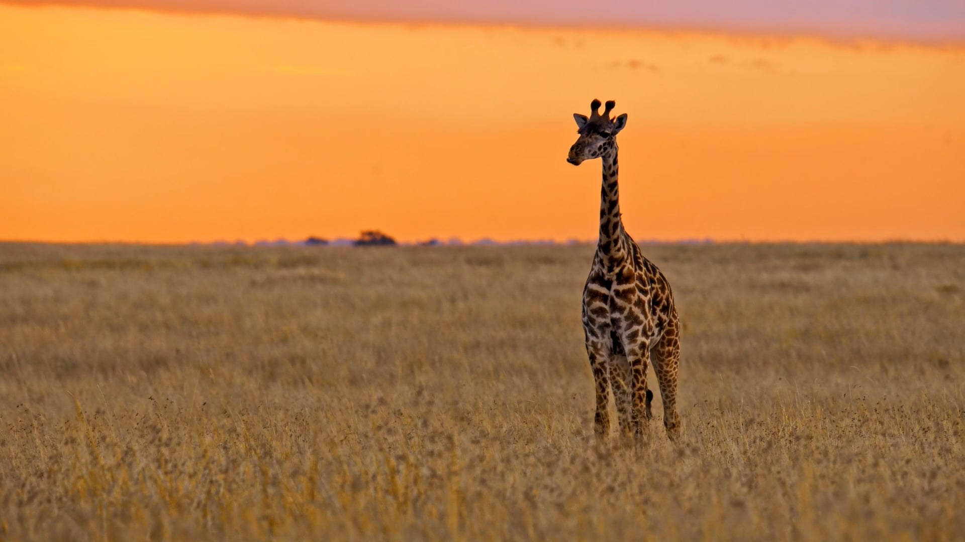 Girafes Masaï vues du ciel : vues aériennes des géants de la savane ...