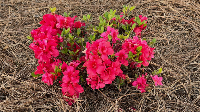 Why You Should Always Use Pine Straw When Mulching Your Azaleas