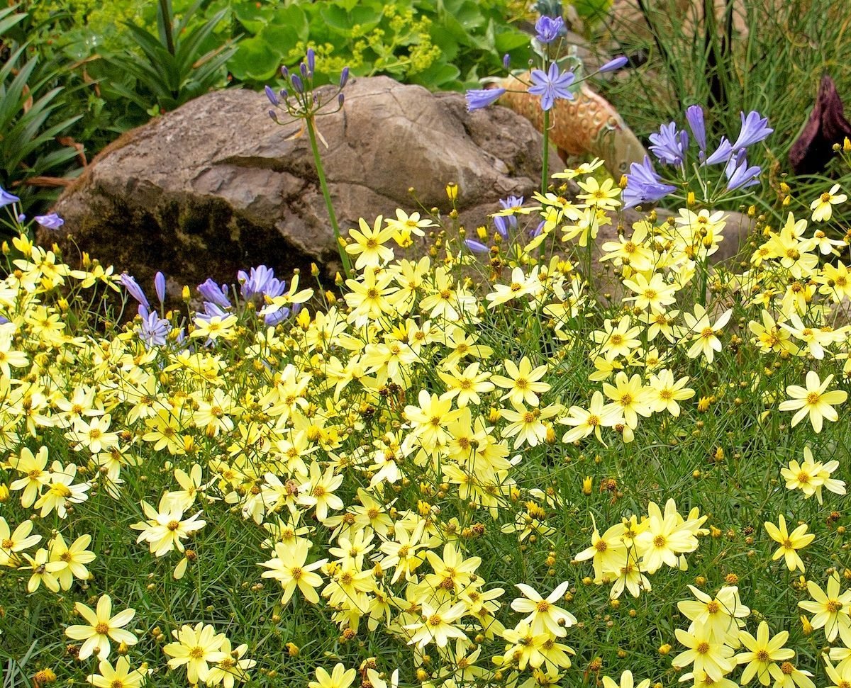 Threadleaf Coreopsis Care and Growing Tips