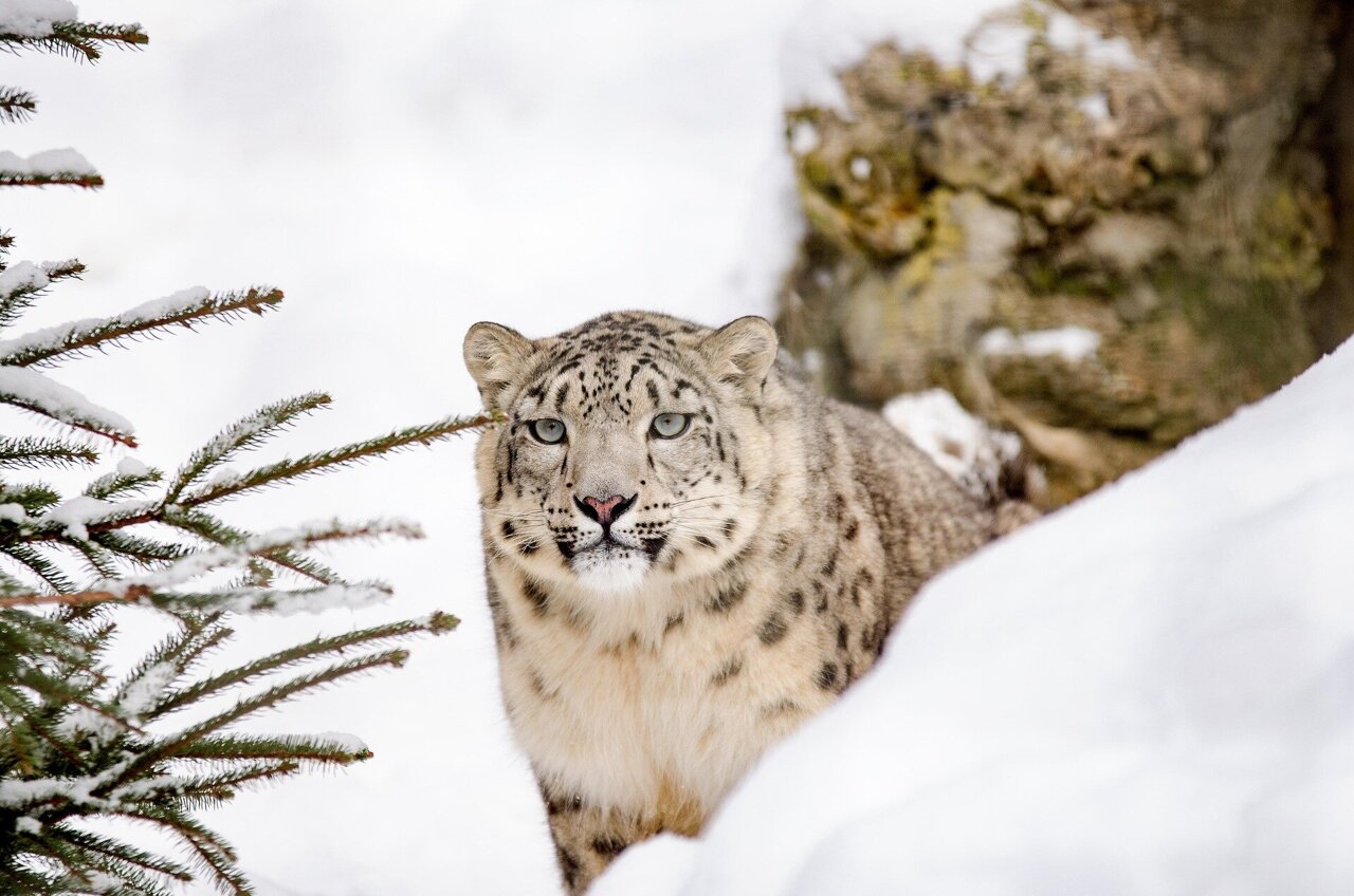 AI helps tell snow leopards apart, improving population counts for ...