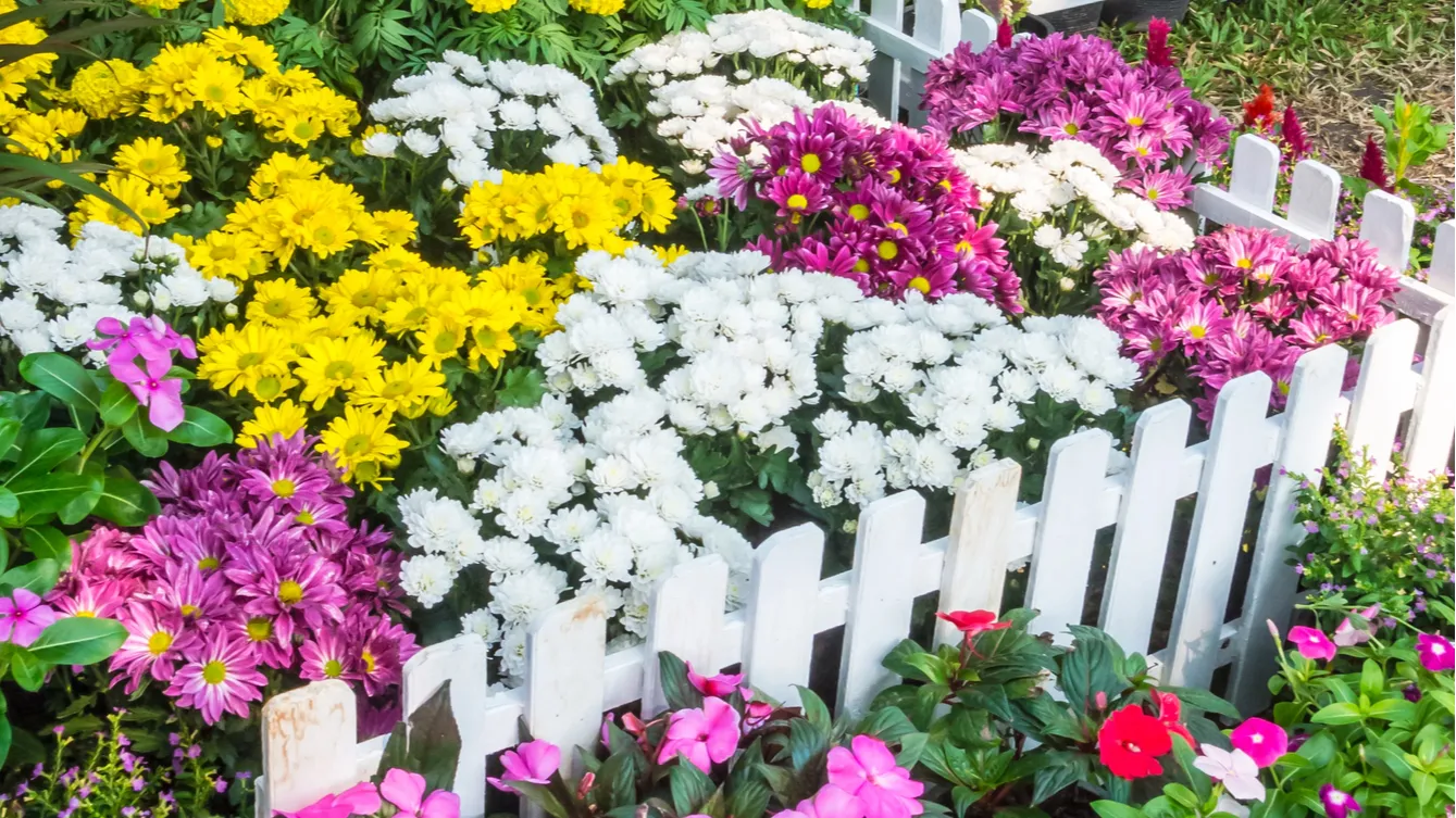16 Home Garden Flowers That Naturally Repel Insects