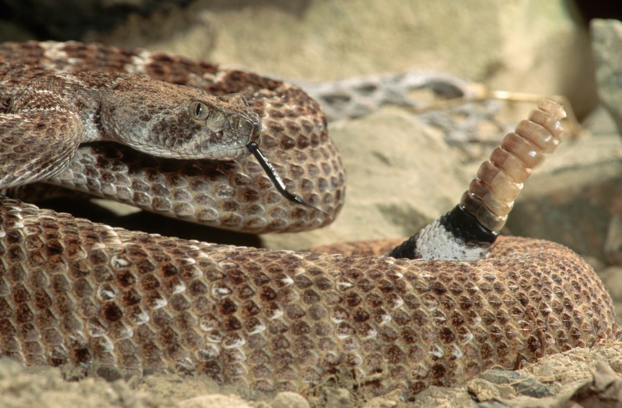 What to know and how to stay safe around rattlesnakes in Utah