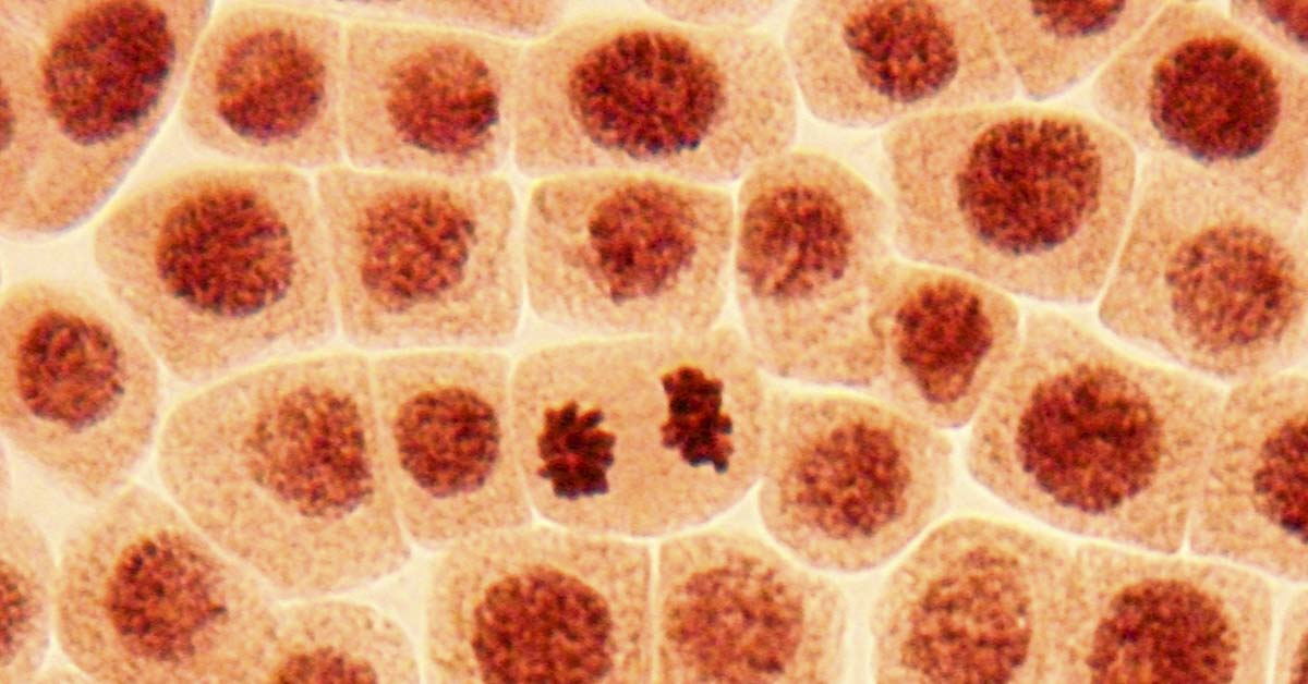 The Most Mysterious Cells in Our Bodies Don't Belong to Us