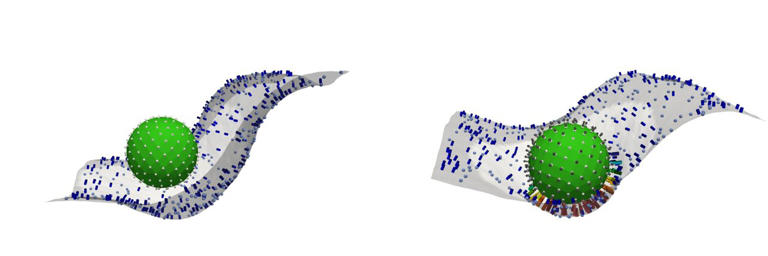 Researchers crack the code of the body's ancient immune defense