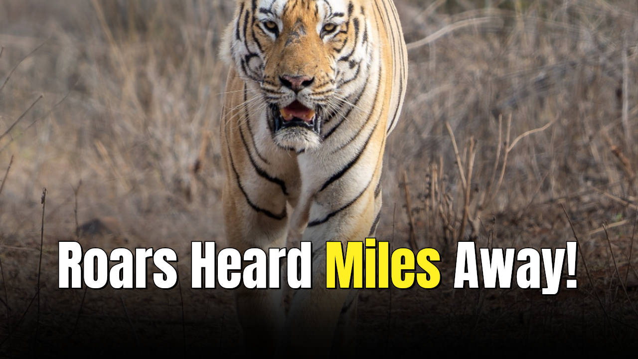 Surprising Details About the World’s Largest Cat
